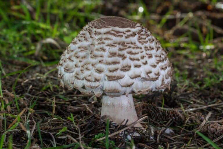 Shaggy Parasol: Identification, Foraging, and Cautions - Mushroom ...
