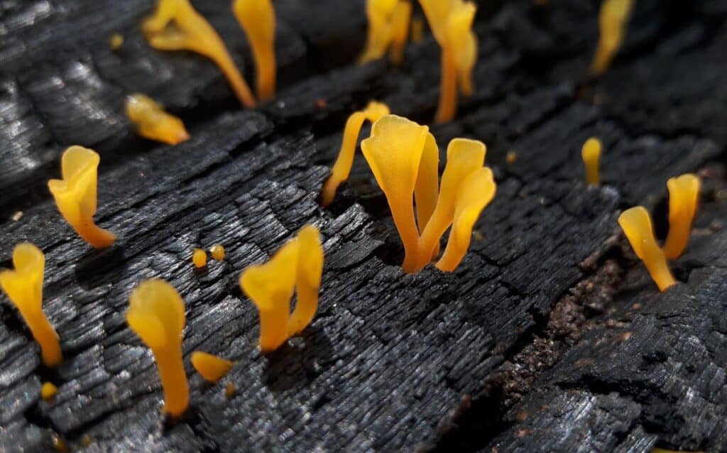 Witches' Butter: Species, Foraging, and Cooking This Odd Fungus ...
