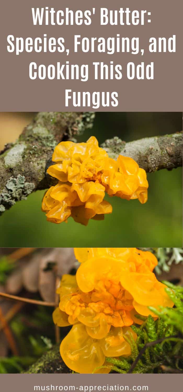 Witches' Butter: Species, Foraging, and Cooking This Odd Fungus ...