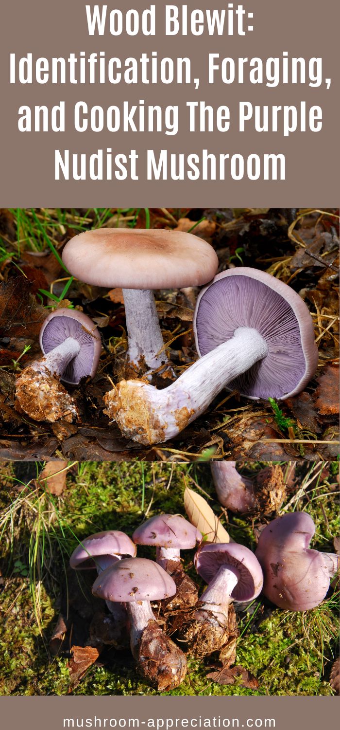 Wood Blewit: Identification, Foraging, and Cooking The Purple Nudist ...