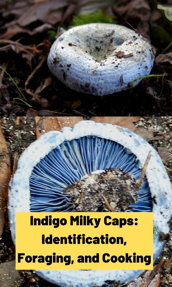 Indigo Milky Caps: Identification, Foraging, and Cooking - Mushroom ...