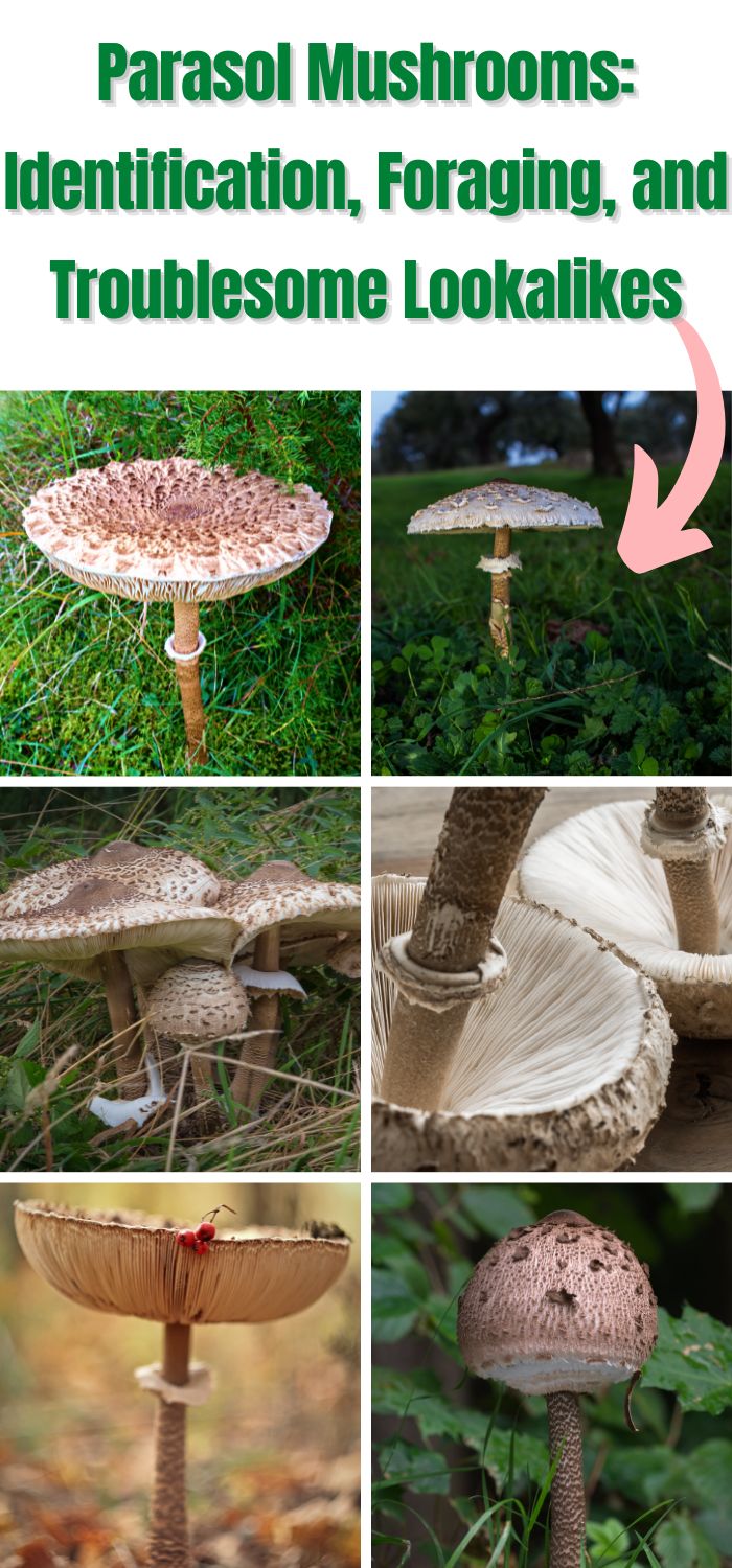 Parasol Mushroom Look Alikes
