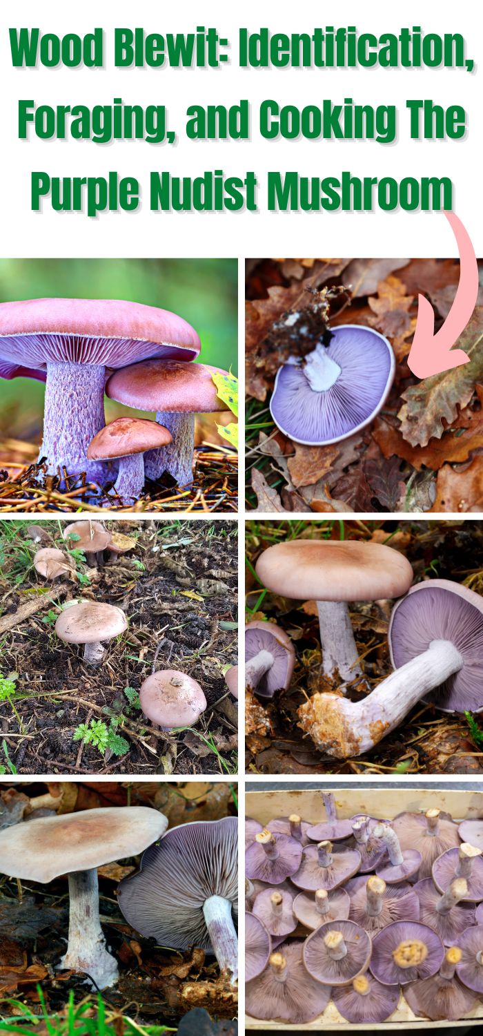 Wood Blewit: Identification, Foraging, and Cooking The Purple Nudist ...