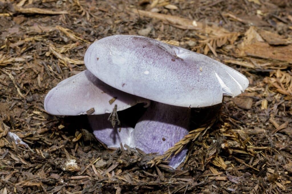 Wood Blewit: Identification, Foraging, and Cooking The Purple Nudist ...