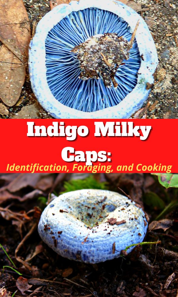Indigo Milky Caps: Identification, Foraging, and Cooking - Mushroom ...