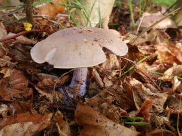 Wood Blewit: Identification, Foraging, and Cooking The Purple Nudist ...
