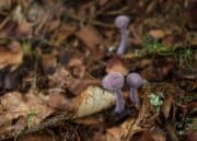 Wood Blewit: Identification, Foraging, and Cooking The Purple Nudist ...