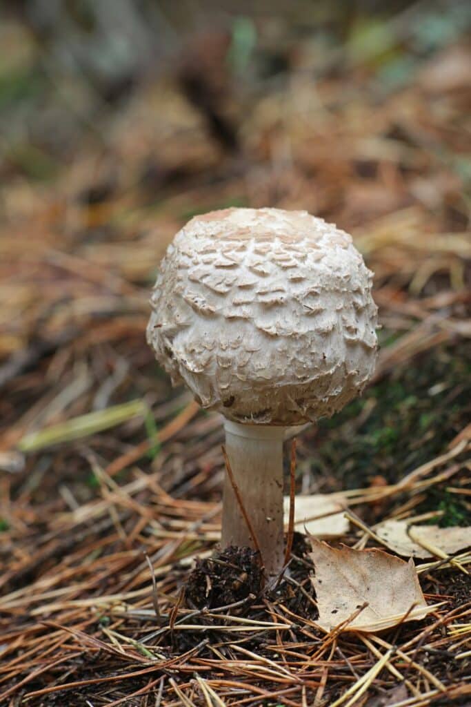 Shaggy Parasol: Identification, Foraging, and Cautions - Mushroom ...