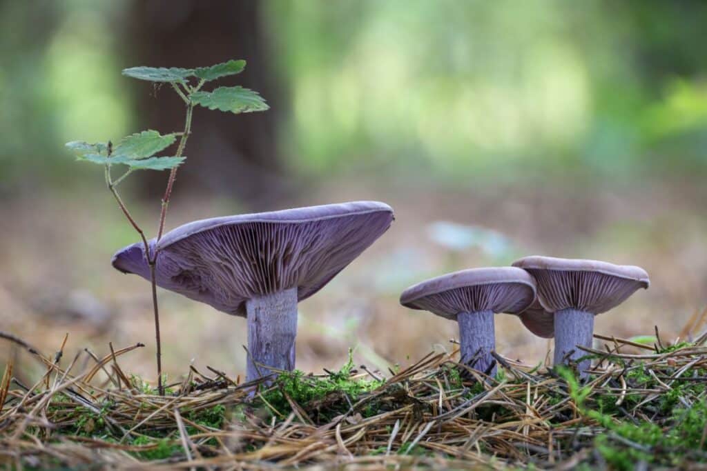 Wood Blewit: Identification, Foraging, and Cooking The Purple Nudist ...