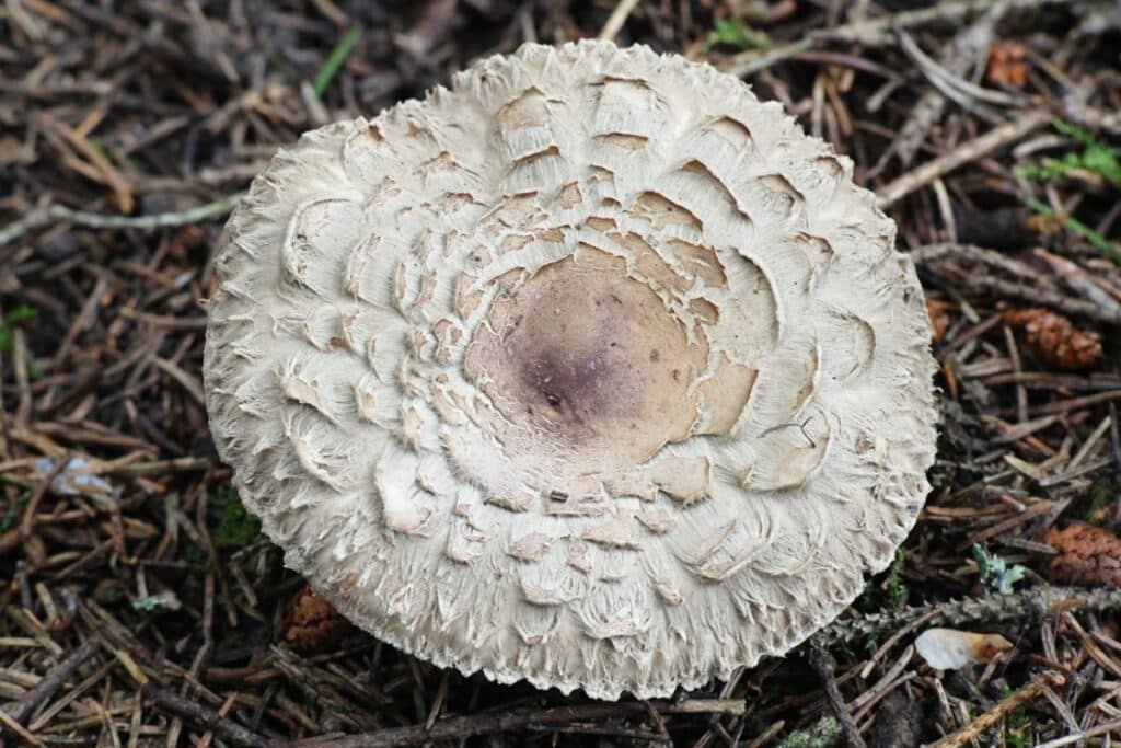 Shaggy Parasol: Identification, Foraging, and Cautions - Mushroom ...