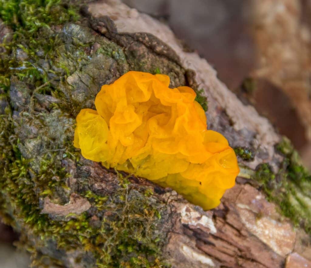 Witches' Butter: Species, Foraging, and Cooking This Odd Fungus ...
