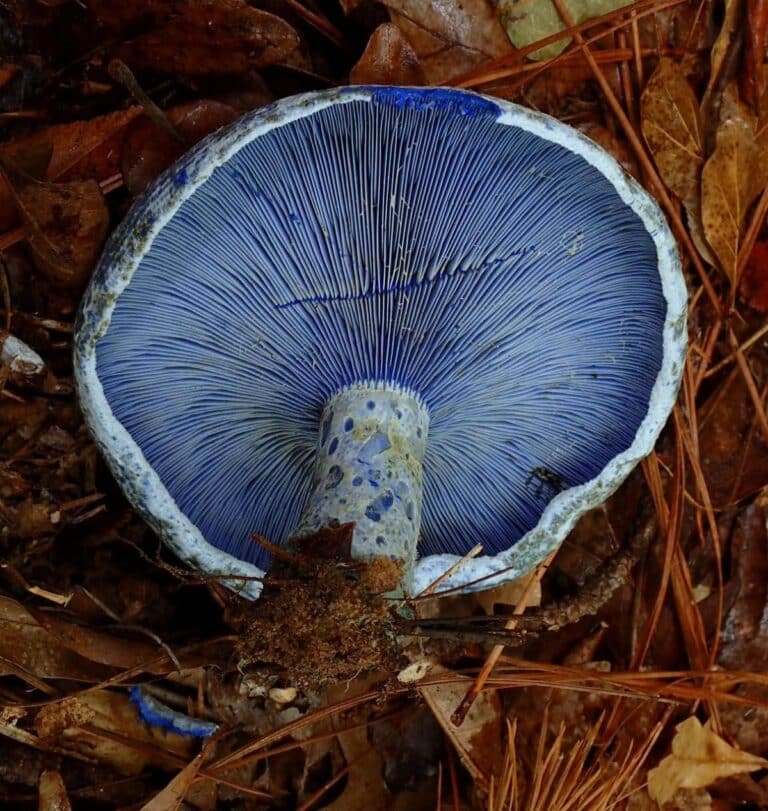 Indigo Milky Caps: Identification, Foraging, and Cooking - Mushroom ...