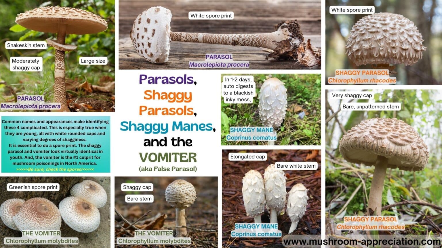 The American Parasol: A Comprehensive Identification Guide - Mushroom ...