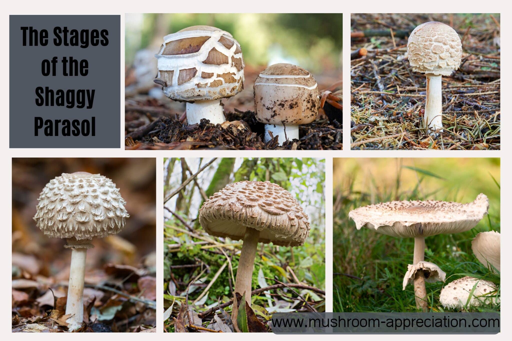 Shaggy Parasol: Identification, Foraging, and Cautions - Mushroom ...