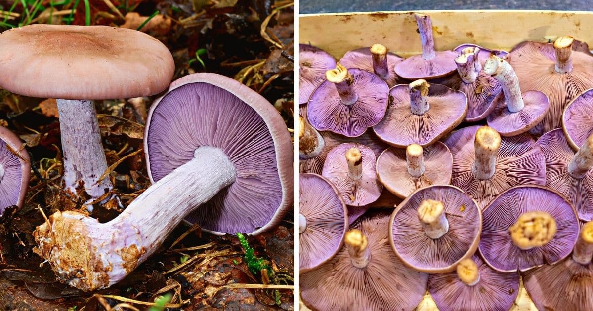 Wood Blewit: Identification, Foraging, and Cooking The Purple Nudist ...