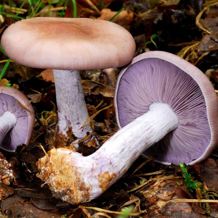 Edible Mushrooms - Mushroom Appreciation