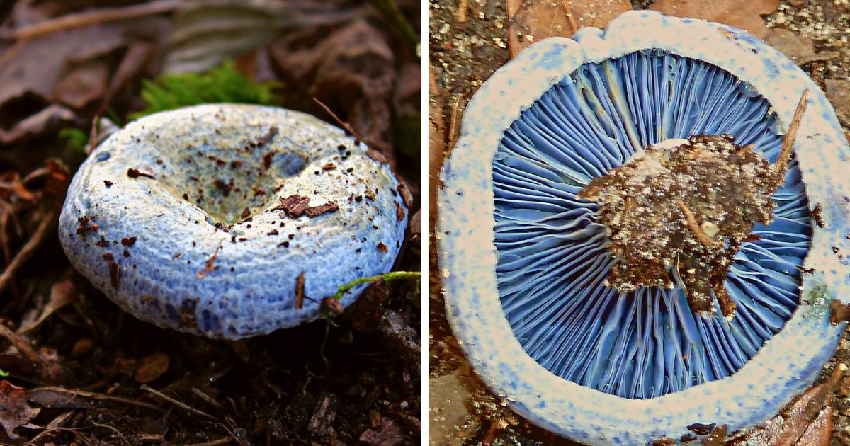 Indigo Milkcap