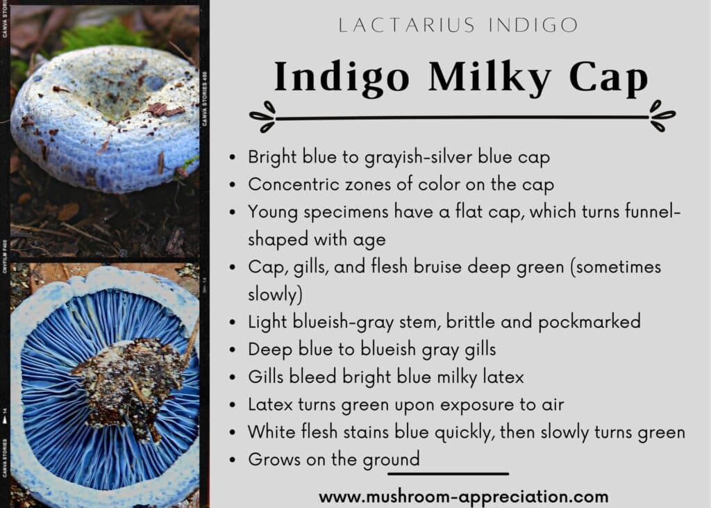 Indigo Milky Caps: Identification, Foraging, and Cooking - Mushroom ...