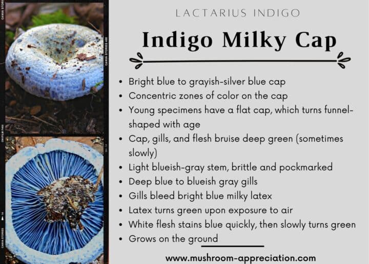 Indigo Milky Caps: Identification, Foraging, and Cooking - Mushroom ...