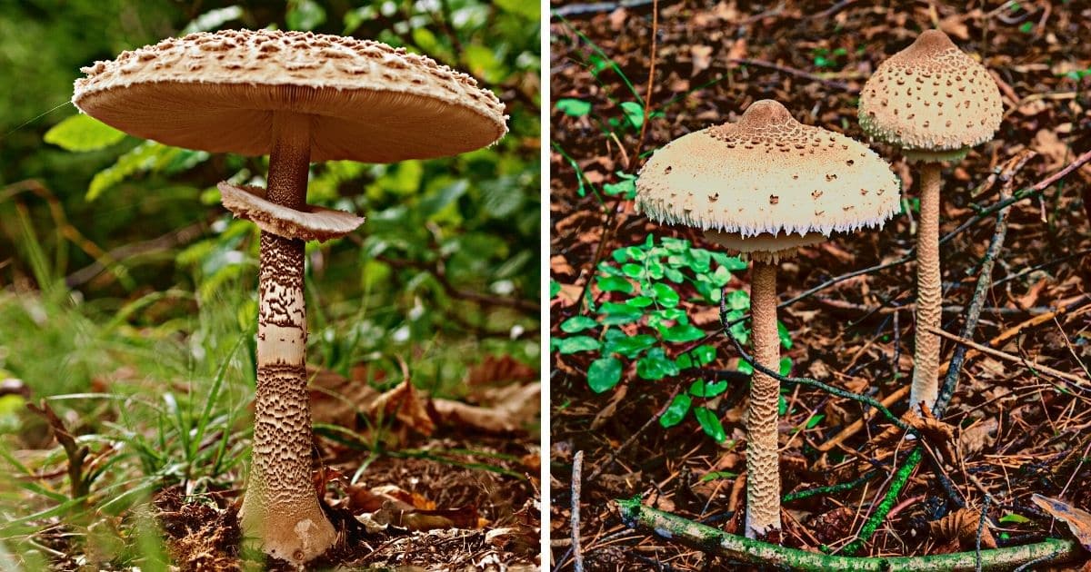 Parasol Mushrooms: Identification, Foraging, and Troublesome Lookalikes ...