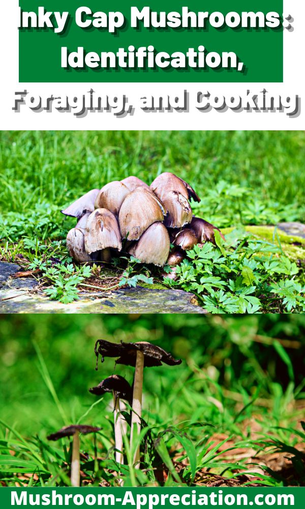 Inky Cap Mushrooms: Identification, Foraging, and Cooking - Mushroom ...