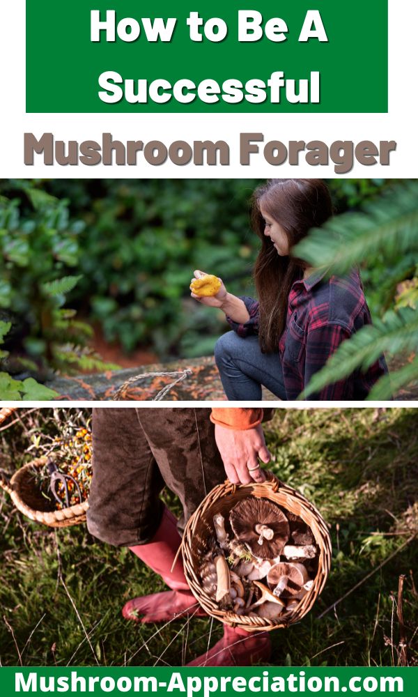 How to Be A Successful Mushroom Forager - Mushroom Appreciation