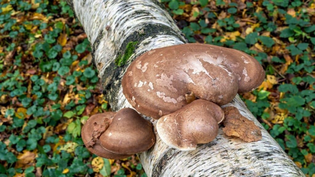 Birch Polypore: Identification, Foraging, and Uses - Mushroom Appreciation