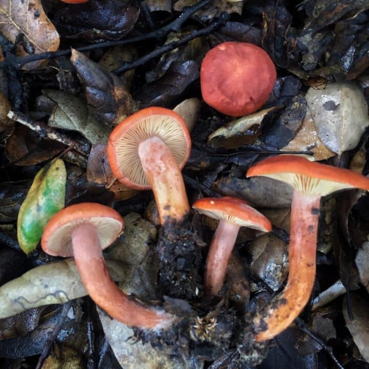 Guide To Candy Caps: The Maple Syrup Mushroom - Mushroom Appreciation