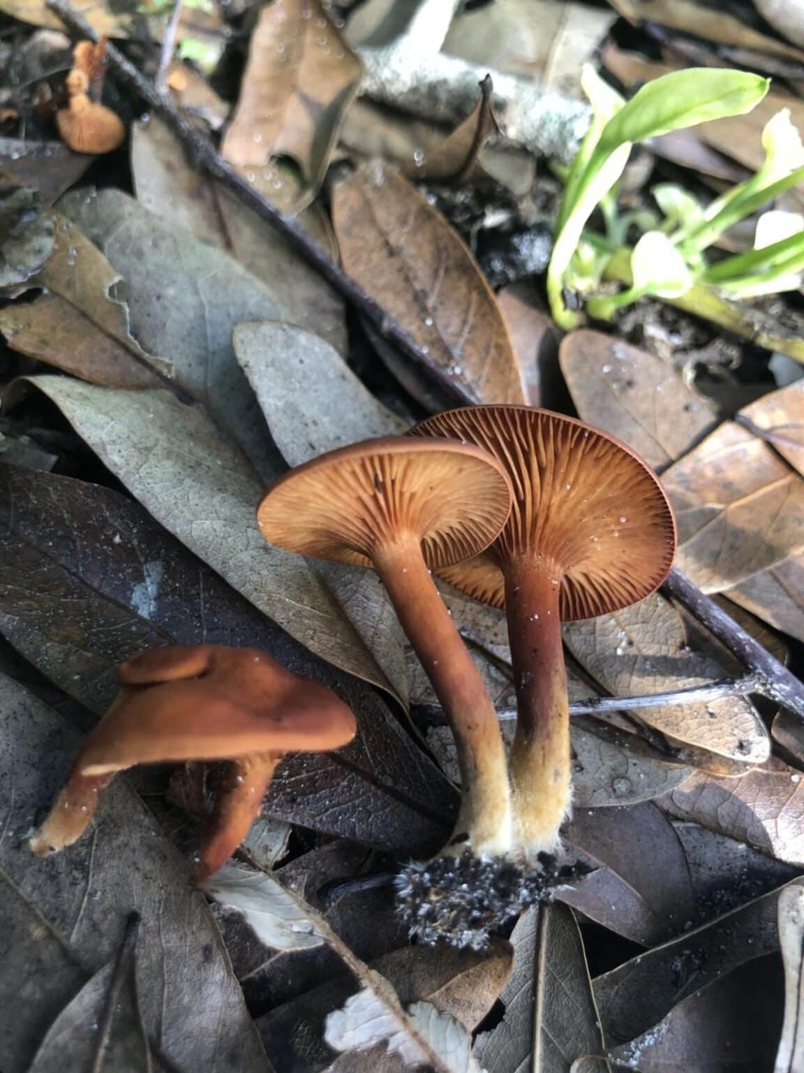 Guide To Candy Caps: The Maple Syrup Mushroom - Mushroom Appreciation