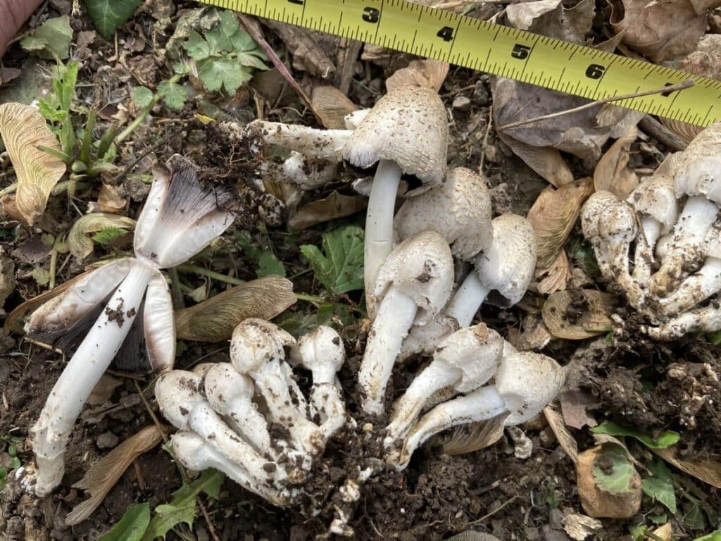 Inky Cap Mushrooms: Identification, Foraging, and Cooking - Mushroom ...