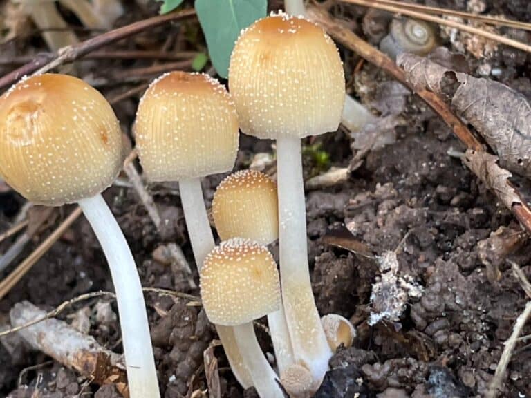 Inky Cap Mushrooms: Identification, Foraging, and Cooking - Mushroom ...