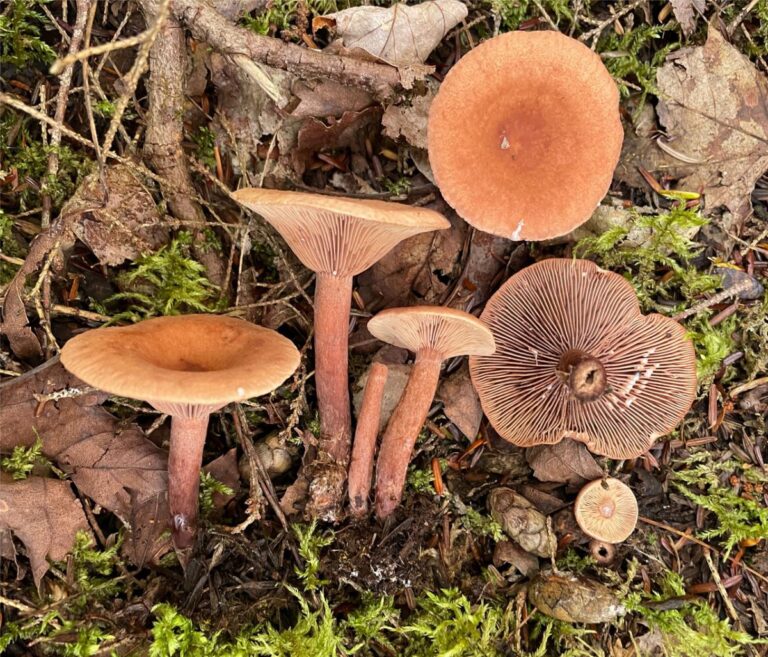 Guide To Candy Caps: The Maple Syrup Mushroom - Mushroom Appreciation
