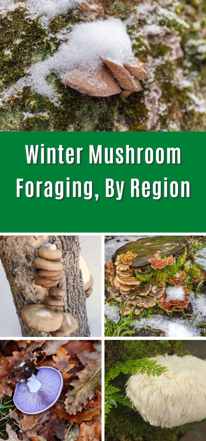 Winter Mushroom Foraging, By Region - Mushroom Appreciation
