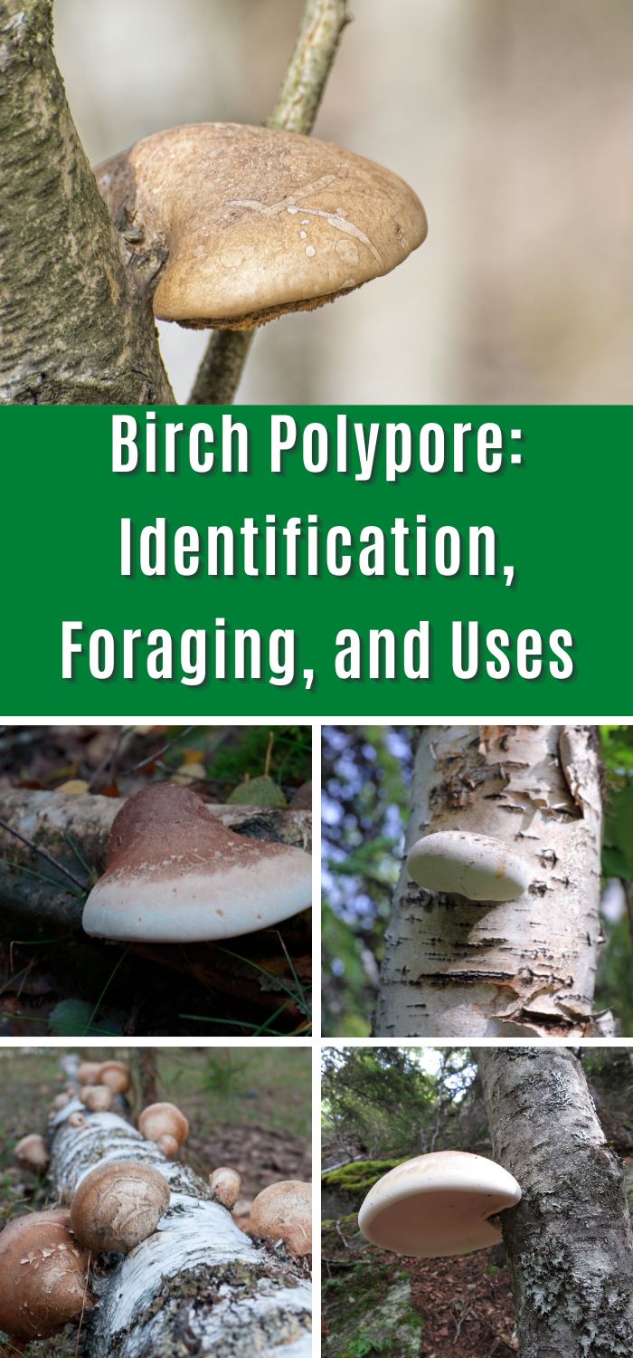 Birch Polypore: Identification, Foraging, and Uses - Mushroom Appreciation