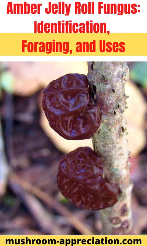 Amber Jelly Roll Fungus: Identification, Foraging, and Uses - Mushroom Appreciation