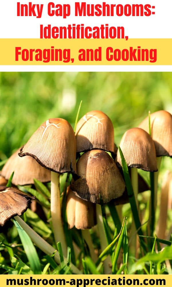 Inky Cap Mushrooms: Identification, Foraging, and Cooking - Mushroom ...