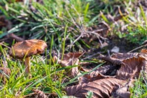 Guide To Candy Caps: The Maple Syrup Mushroom - Mushroom Appreciation