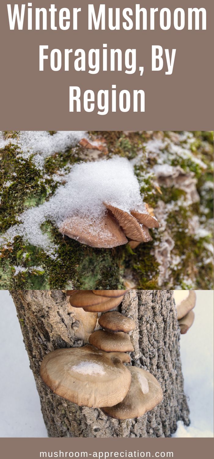 Winter Mushroom Foraging, By Region - Mushroom Appreciation