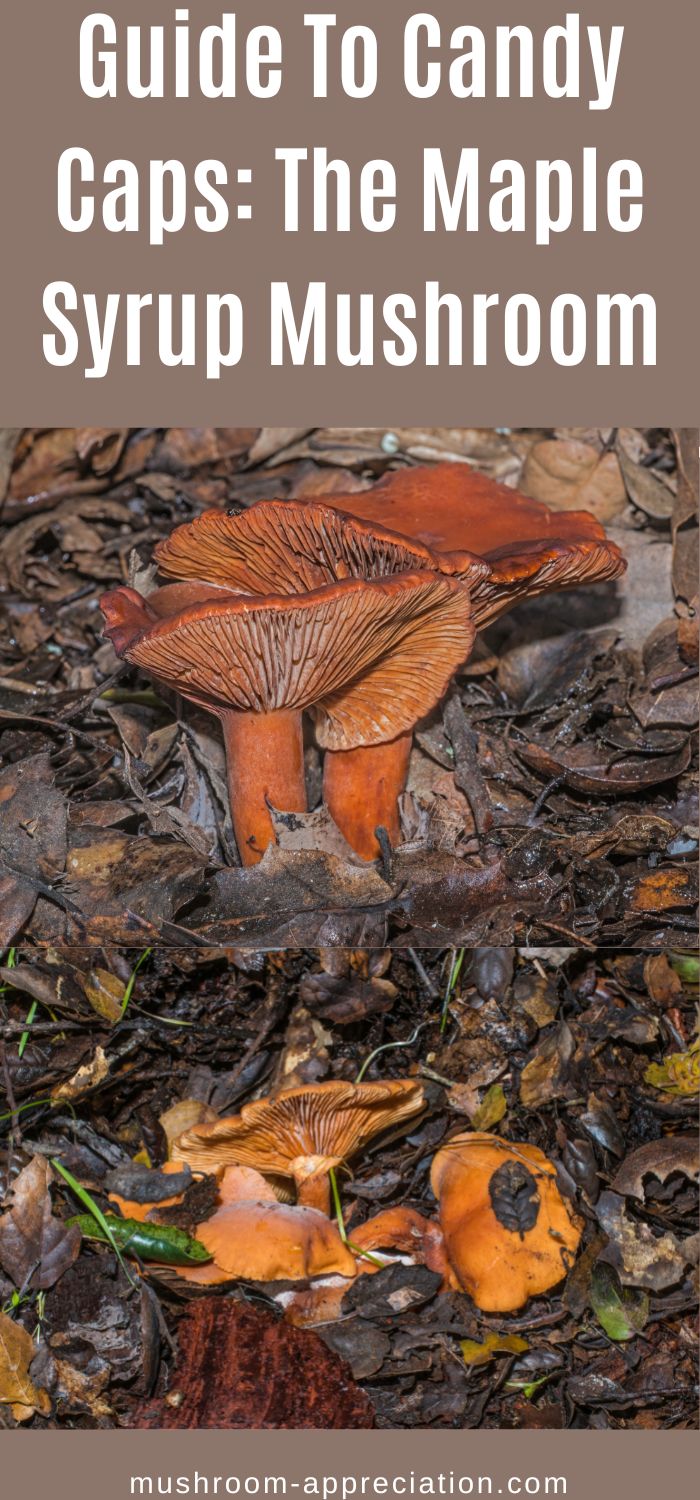 Guide To Candy Caps: The Maple Syrup Mushroom - Mushroom Appreciation