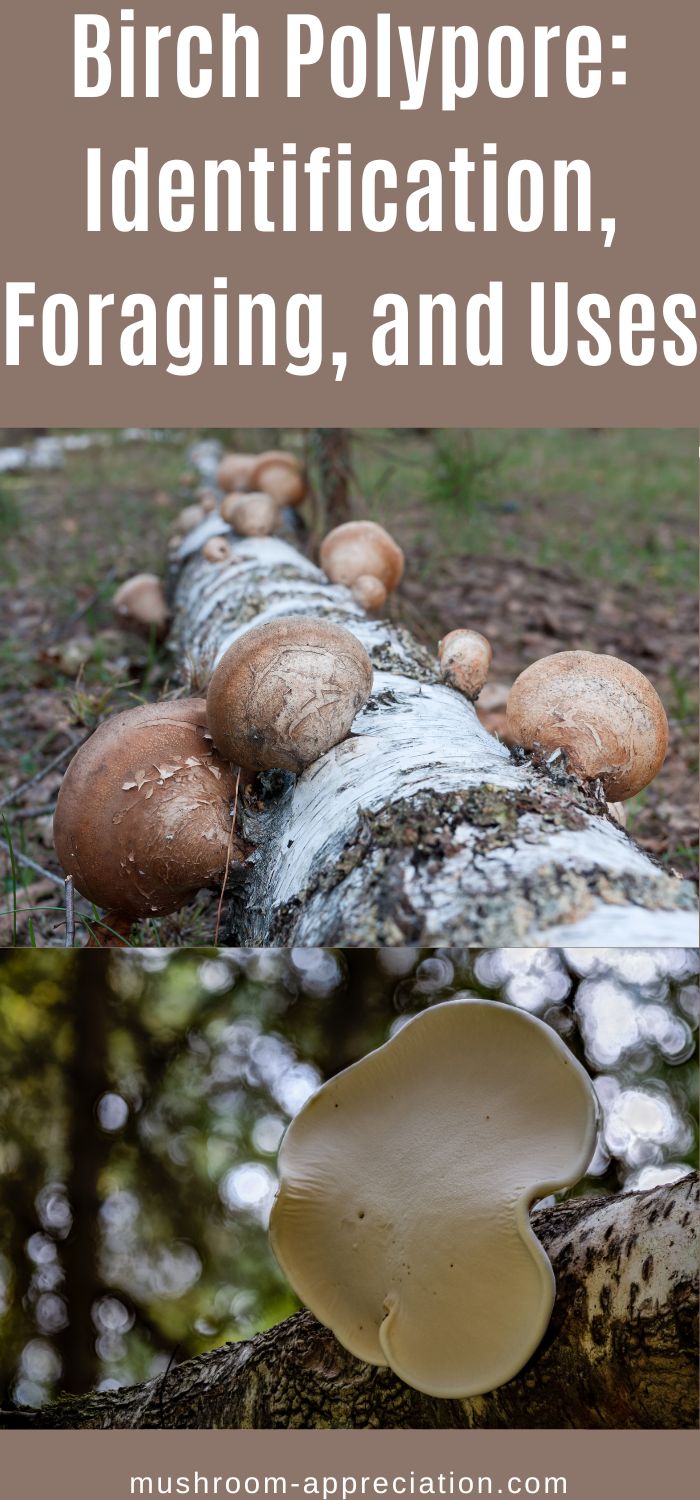 Birch Polypore: Identification, Foraging, and Uses - Mushroom Appreciation