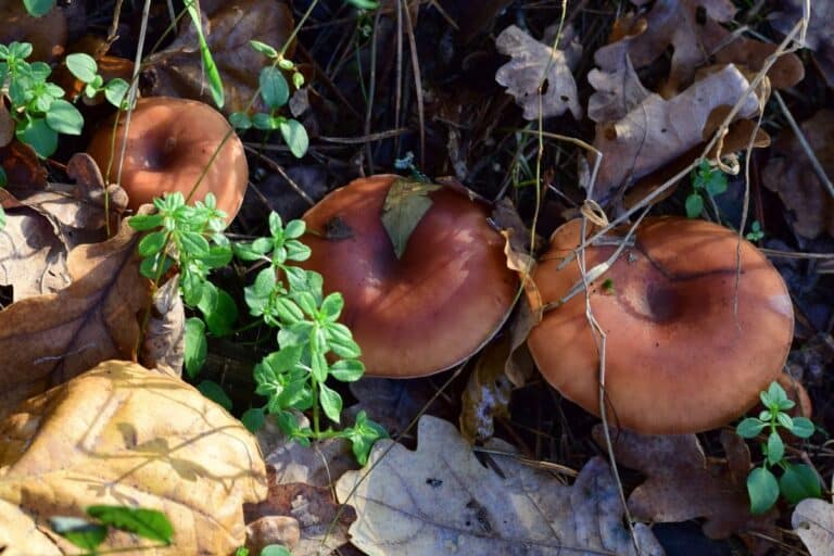 Guide To Candy Caps: The Maple Syrup Mushroom - Mushroom Appreciation