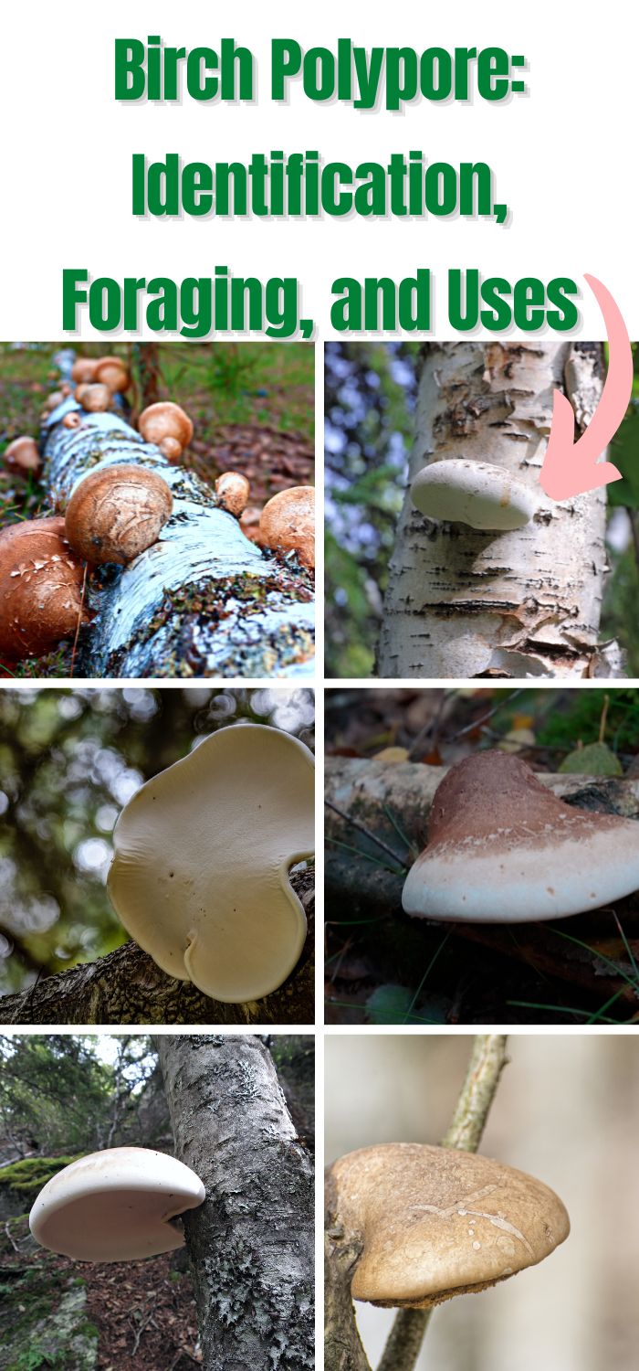 Birch Polypore: Identification, Foraging, and Uses - Mushroom Appreciation