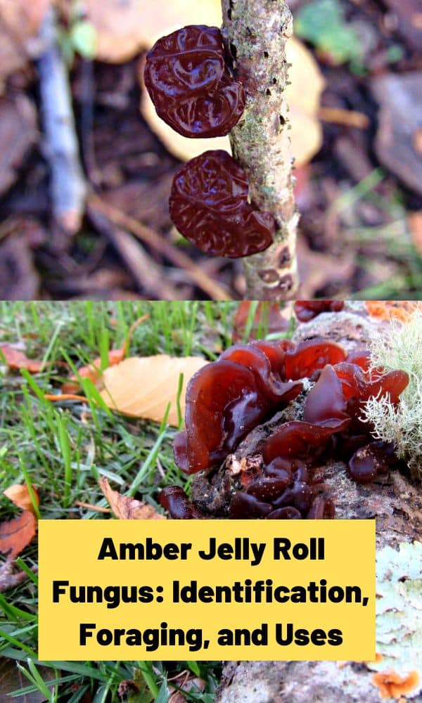 Amber Jelly Roll Fungus: Identification, Foraging, and Uses - Mushroom Appreciation