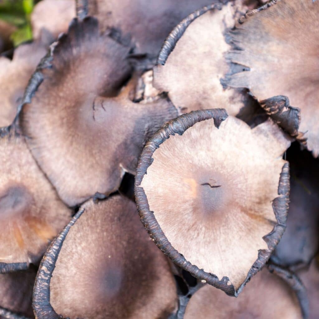 Inky Cap Mushrooms: Identification, Foraging, and Cooking - Mushroom ...
