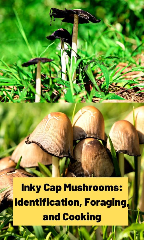 Inky Cap Mushrooms: Identification, Foraging, and Cooking - Mushroom ...
