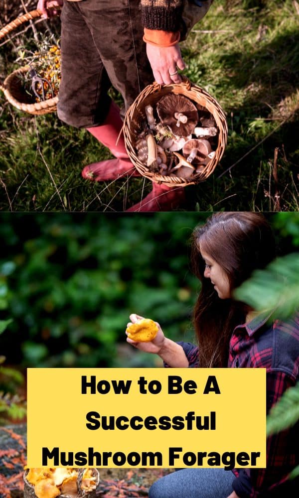 How to Be A Successful Mushroom Forager - Mushroom Appreciation