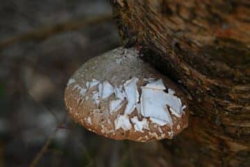 Birch Polypore: Identification, Foraging, and Uses - Mushroom Appreciation