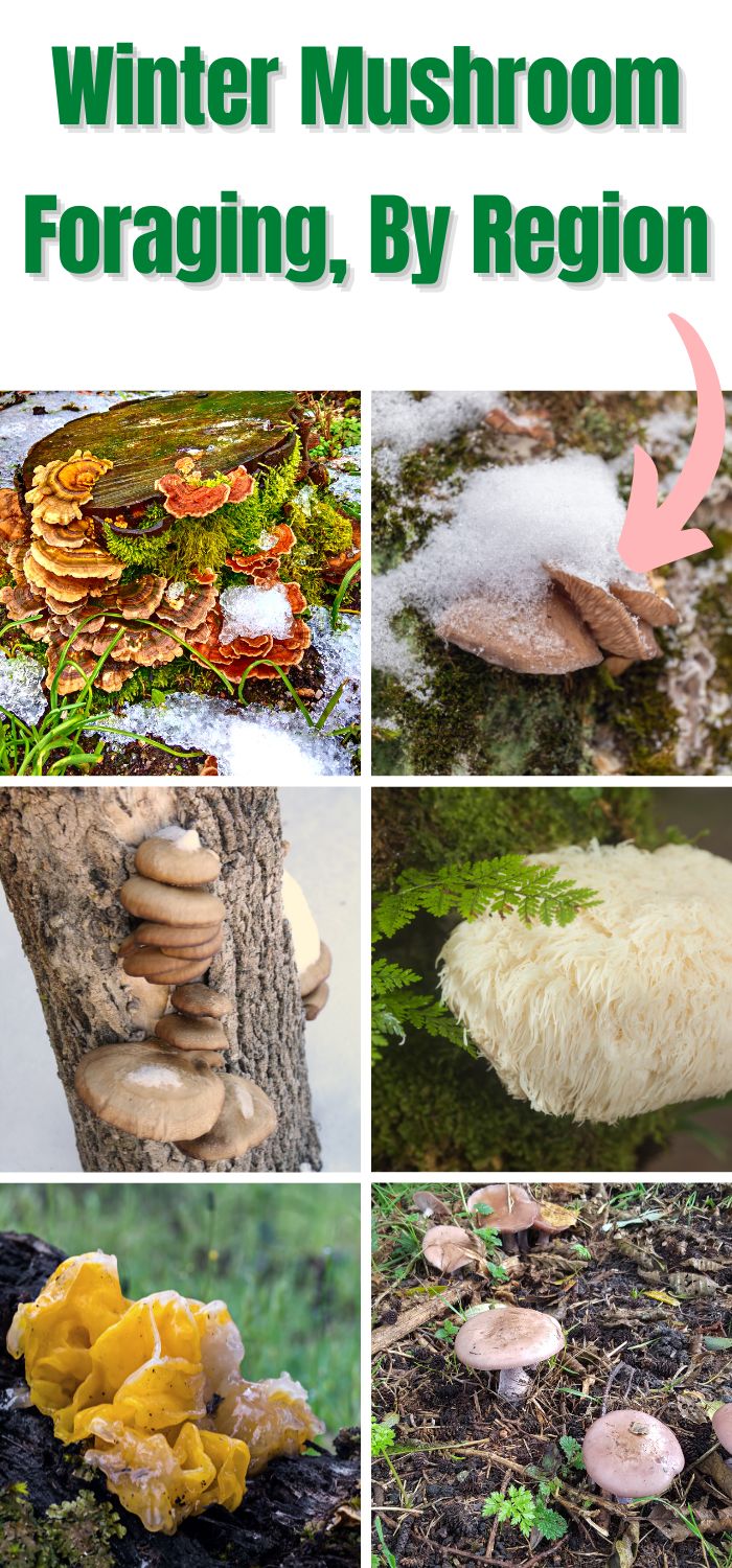 Winter Mushroom Foraging, By Region - Mushroom Appreciation