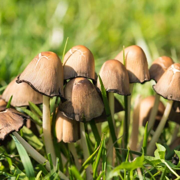 Mushroom Species - Mushroom Appreciation