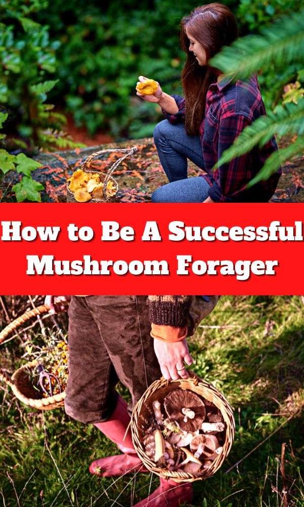 How to Be A Successful Mushroom Forager - Mushroom Appreciation